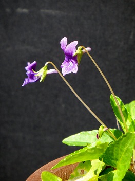 Viola philippica Cavanilles var. pseudojaponica (Nakai) Y. S. Chen
